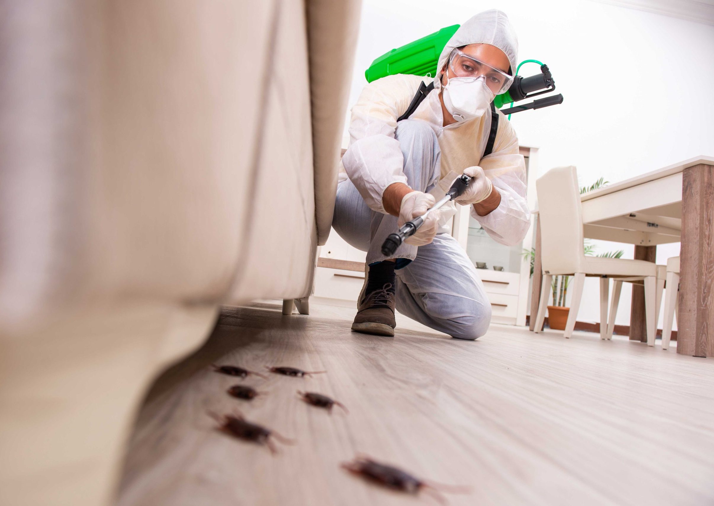 Get Quotes From Local Pest Control in Salt Lake City, UT